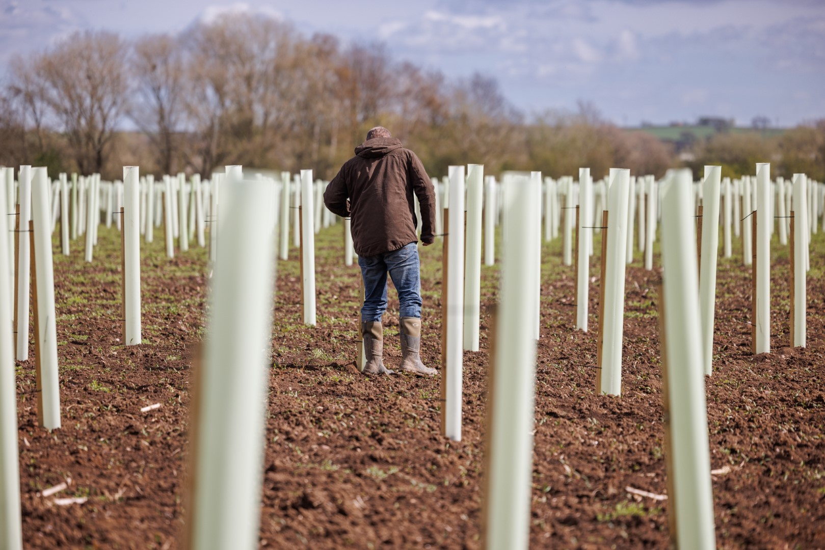 Tilhill plants trees for Commonwealth legacy project - BSW Group